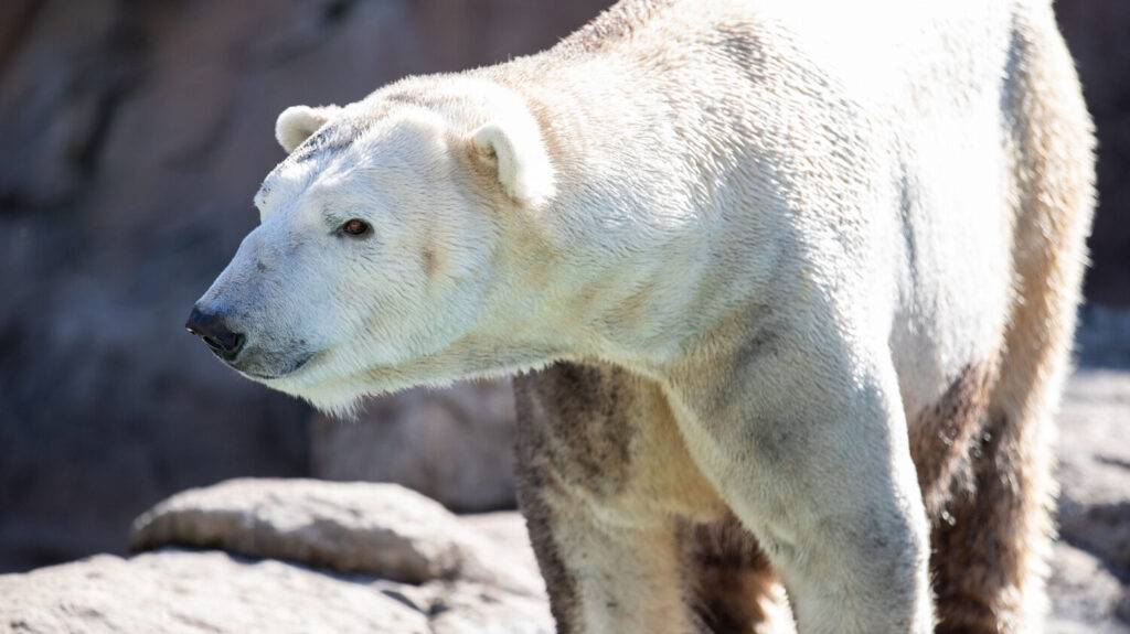NC ZOO Welcomes New Polar Bear
