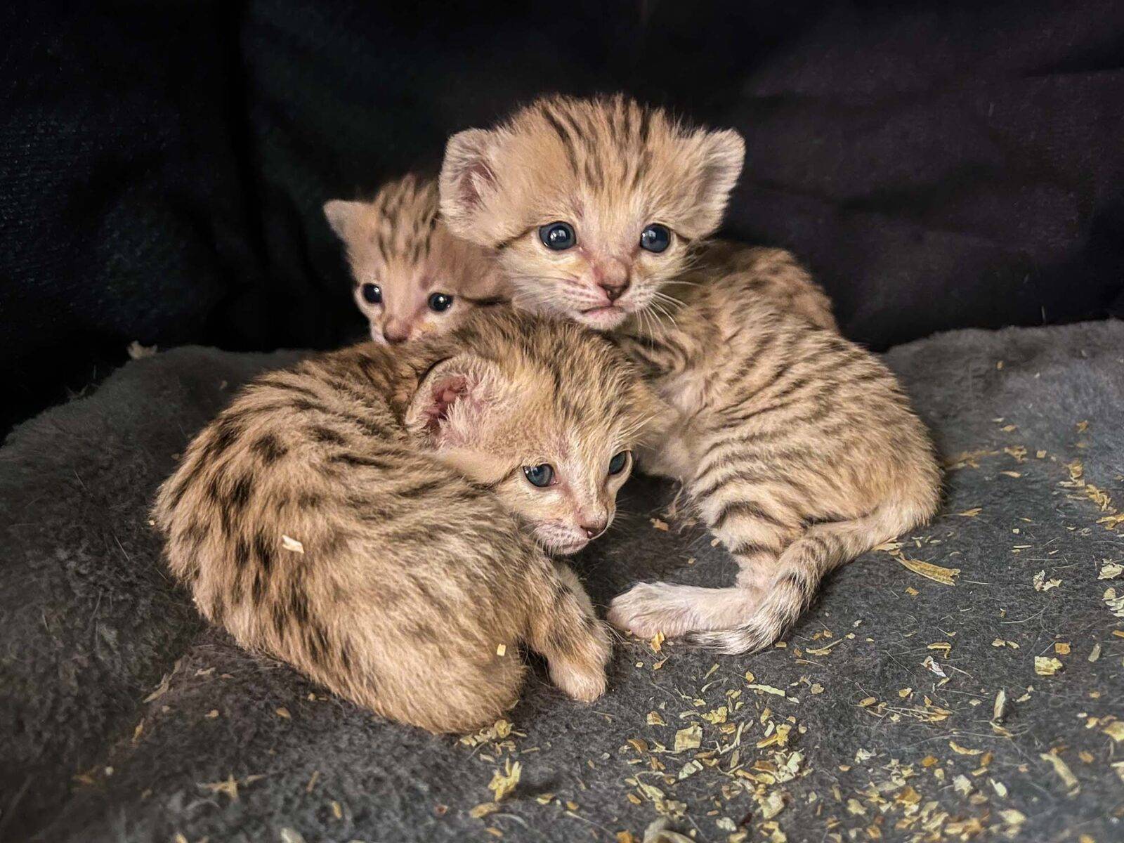 Three Births Announced at NC Zoo