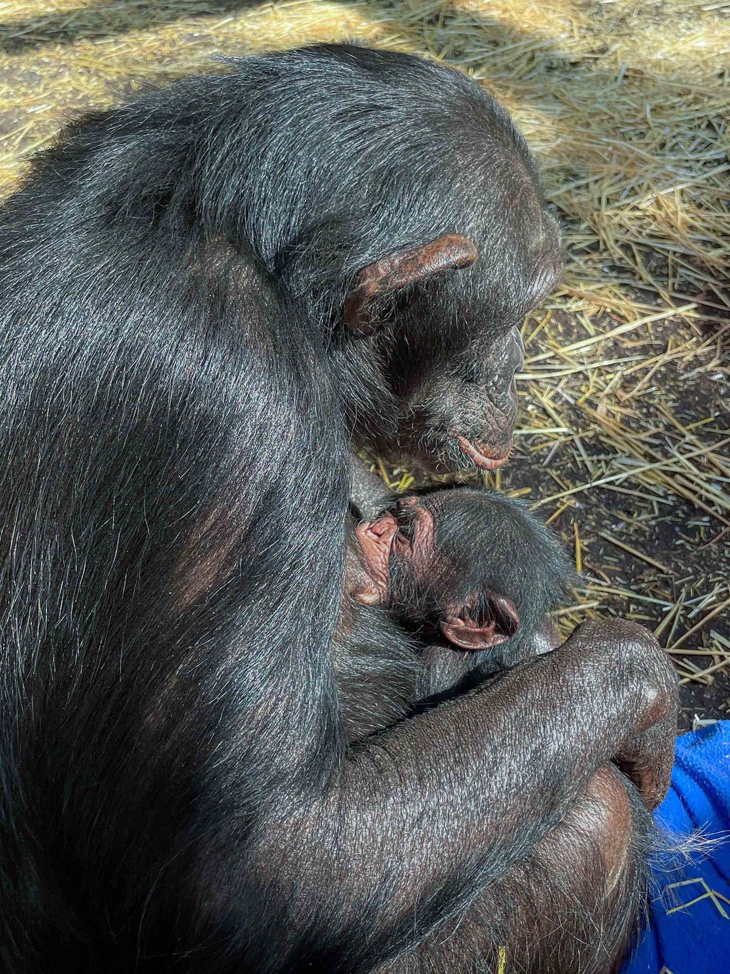 Three Births Announced at NC Zoo