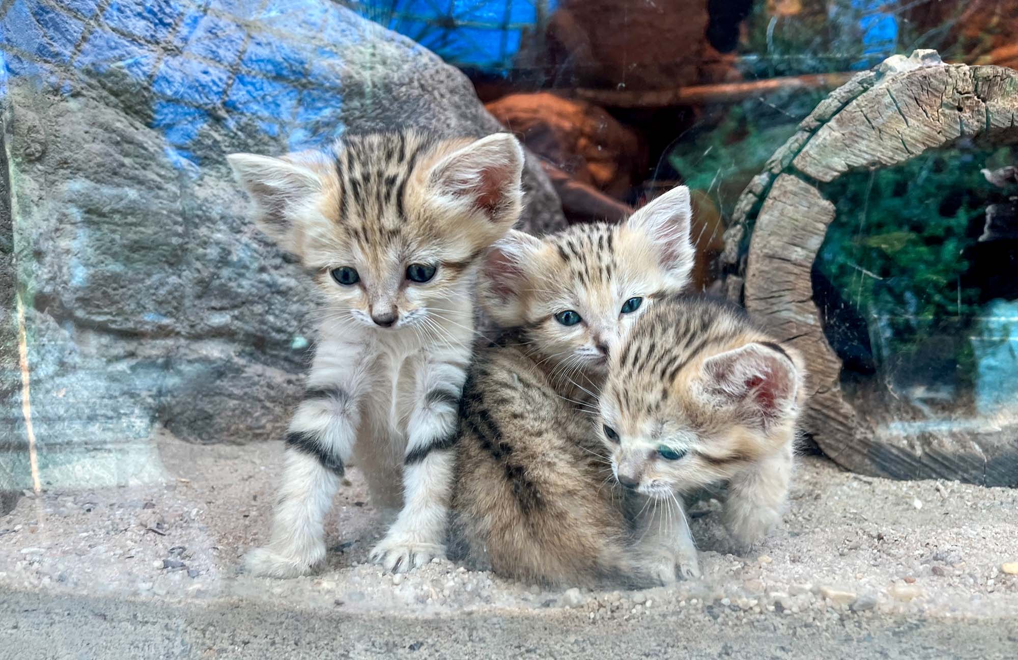 NC Zoo Asks Public to Vote on Names of Sand Cat Triplets