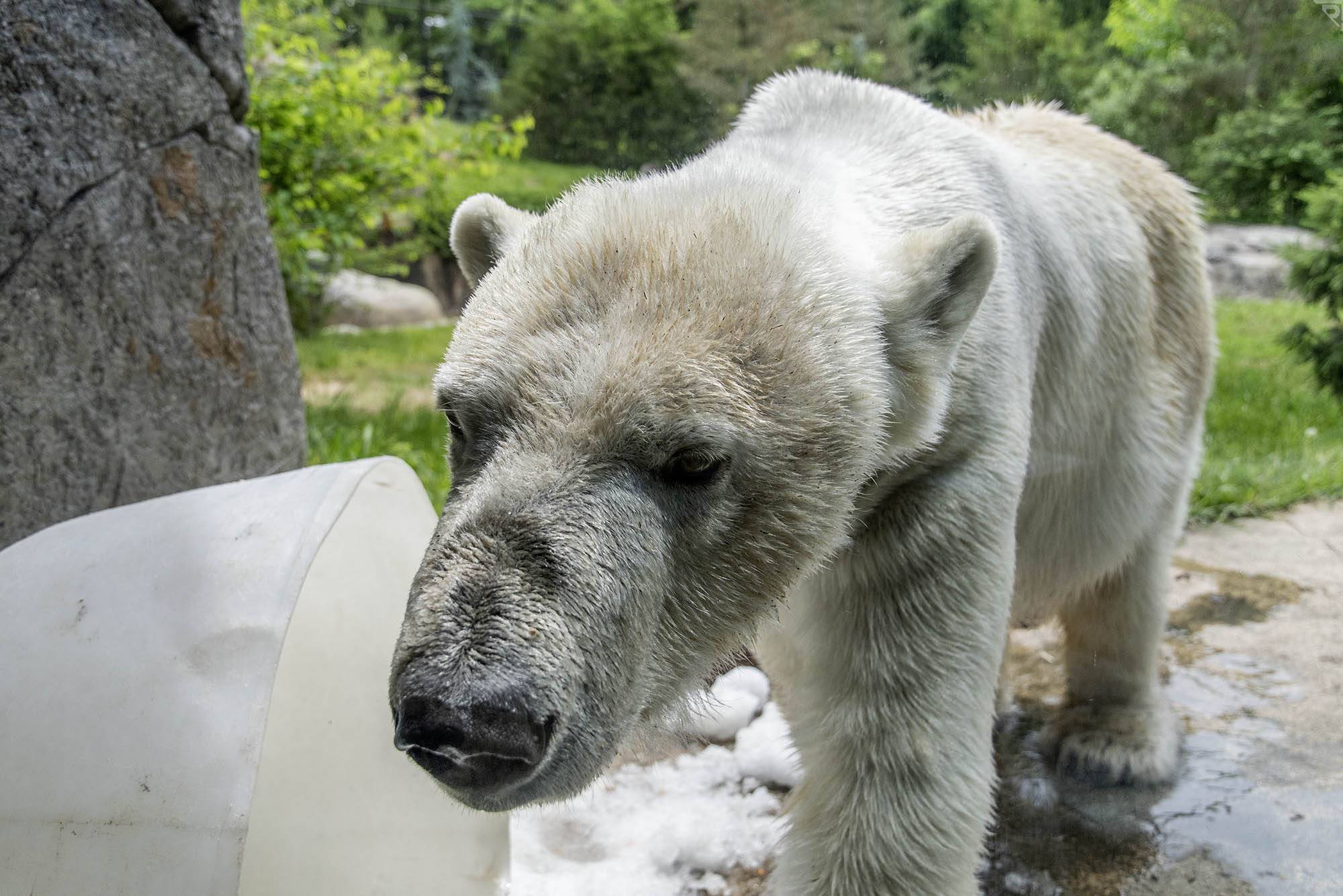 What’s New at the Zoo | New animals, Asia, and more!