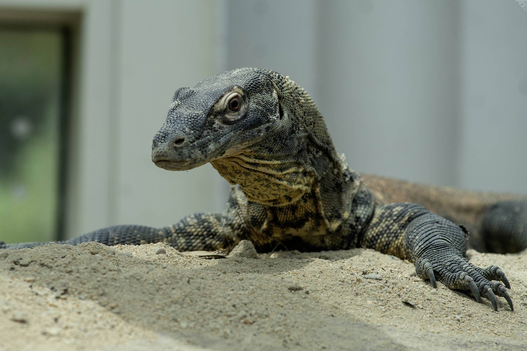 What’s New at the Zoo | New animals, Asia, and more!