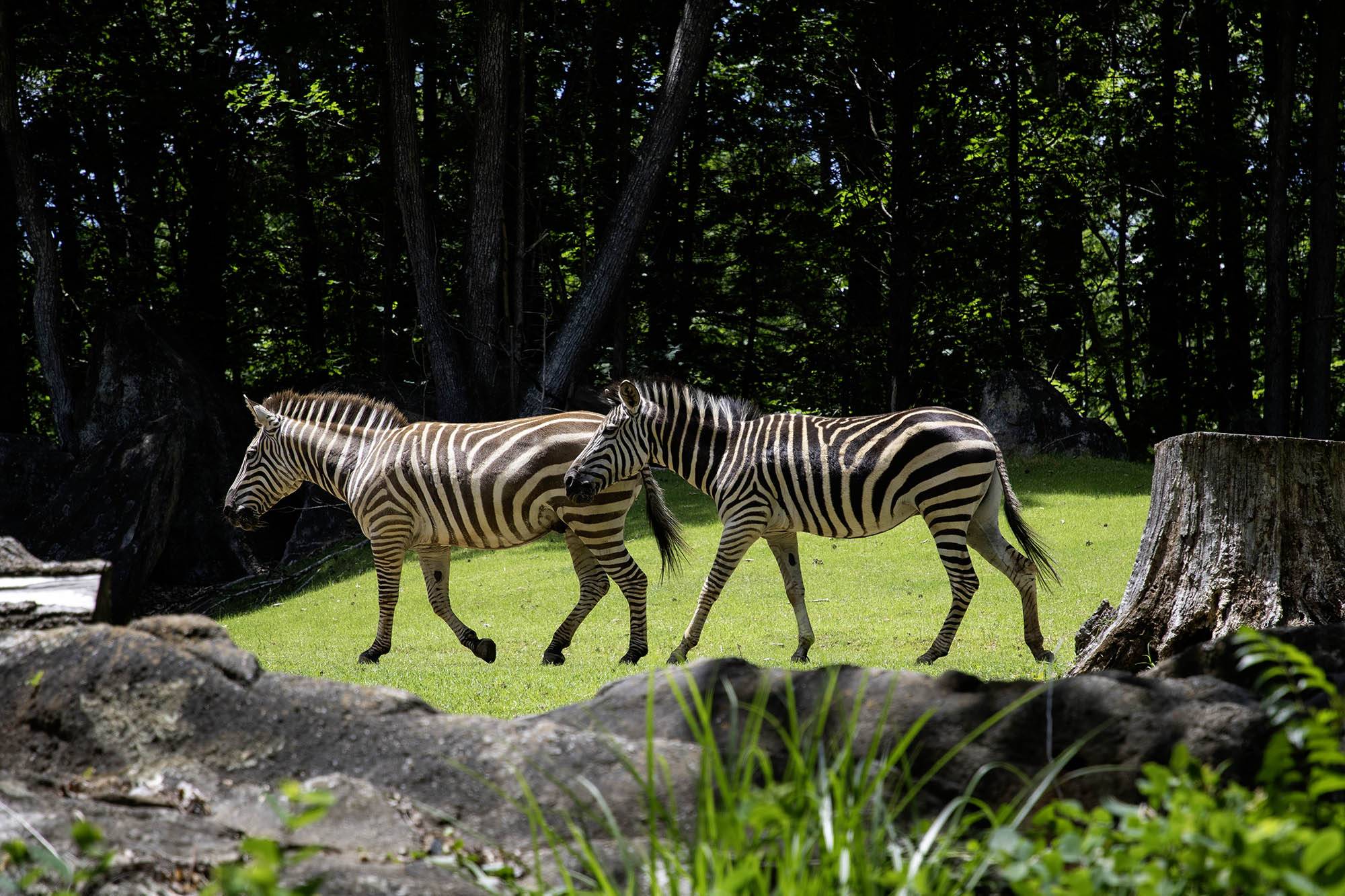 Special discount for Randolph County residents coming to North Carolina Zoo