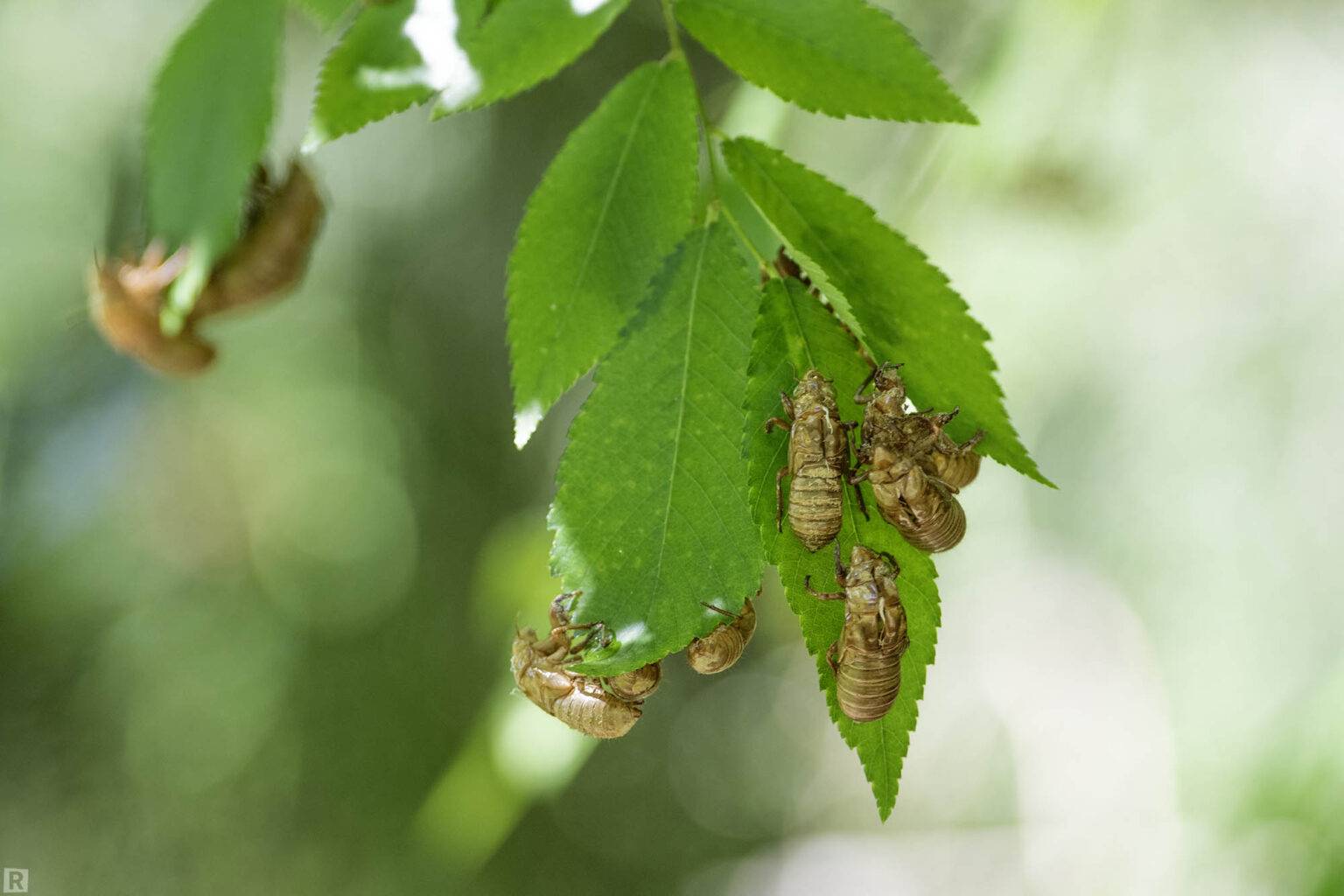 They're Here: Cicadas re-emerge across North Carolina